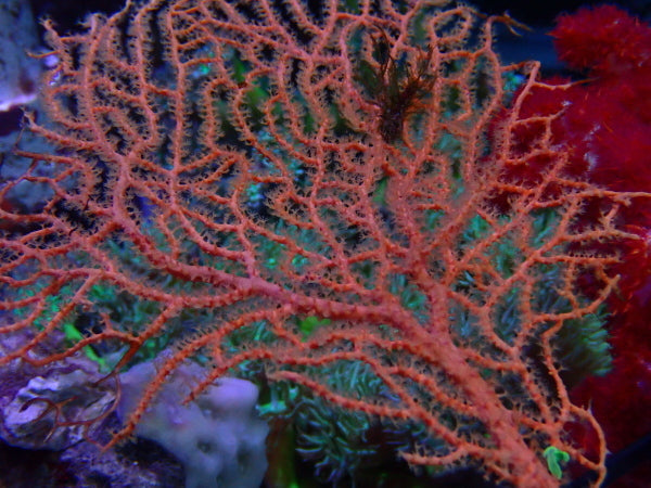 NPS (Non-photosynthetic)