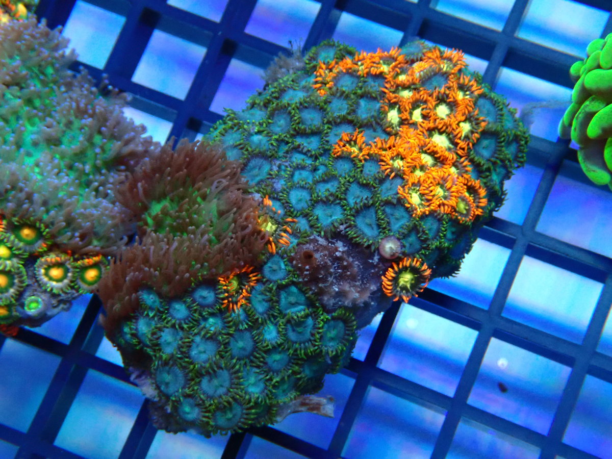 NT Zoa Ultra Rock with fluffy