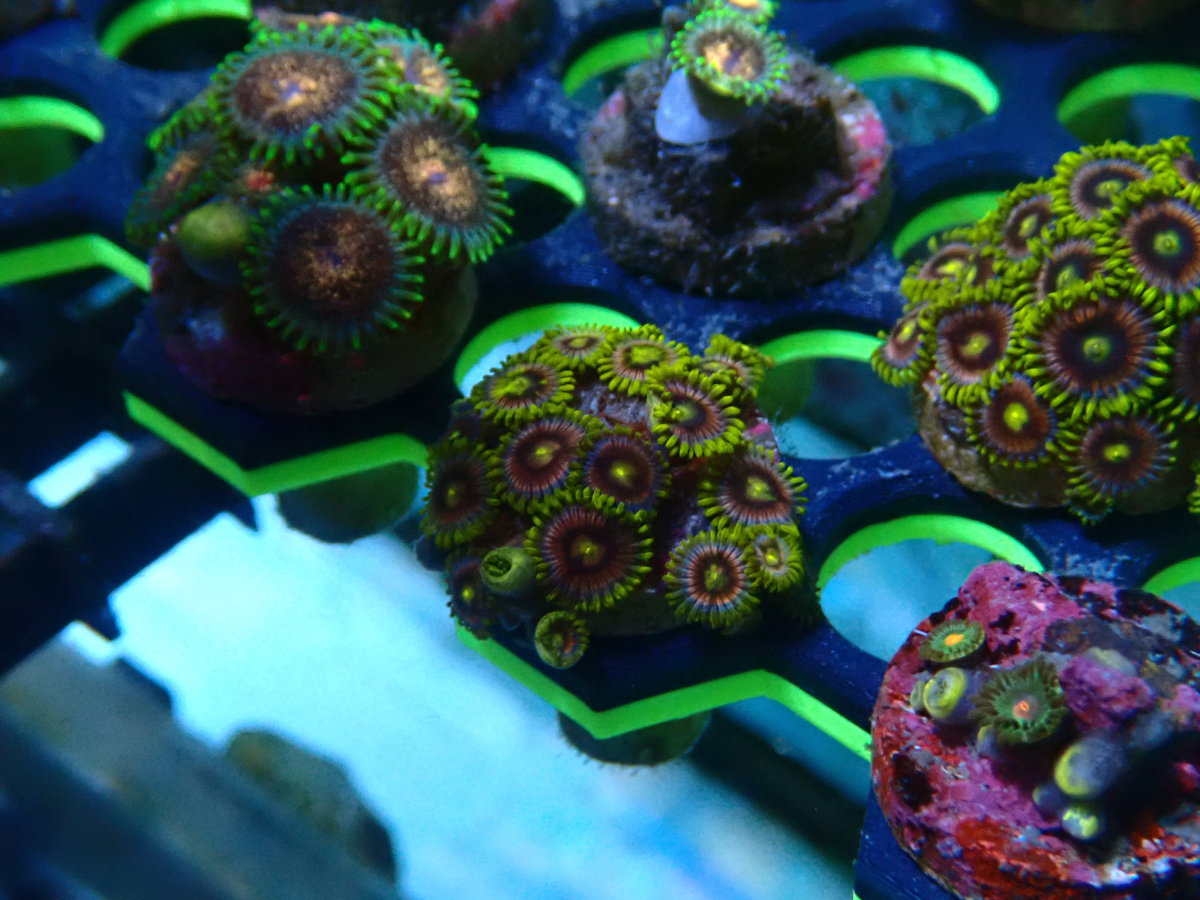 Zoa Frag